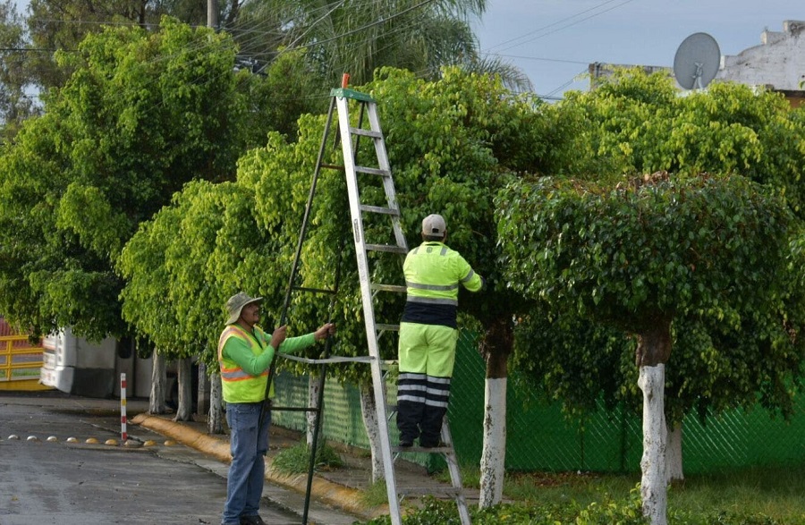 Importancia de la poda responsable: Protegiendo vidas y servicios ...